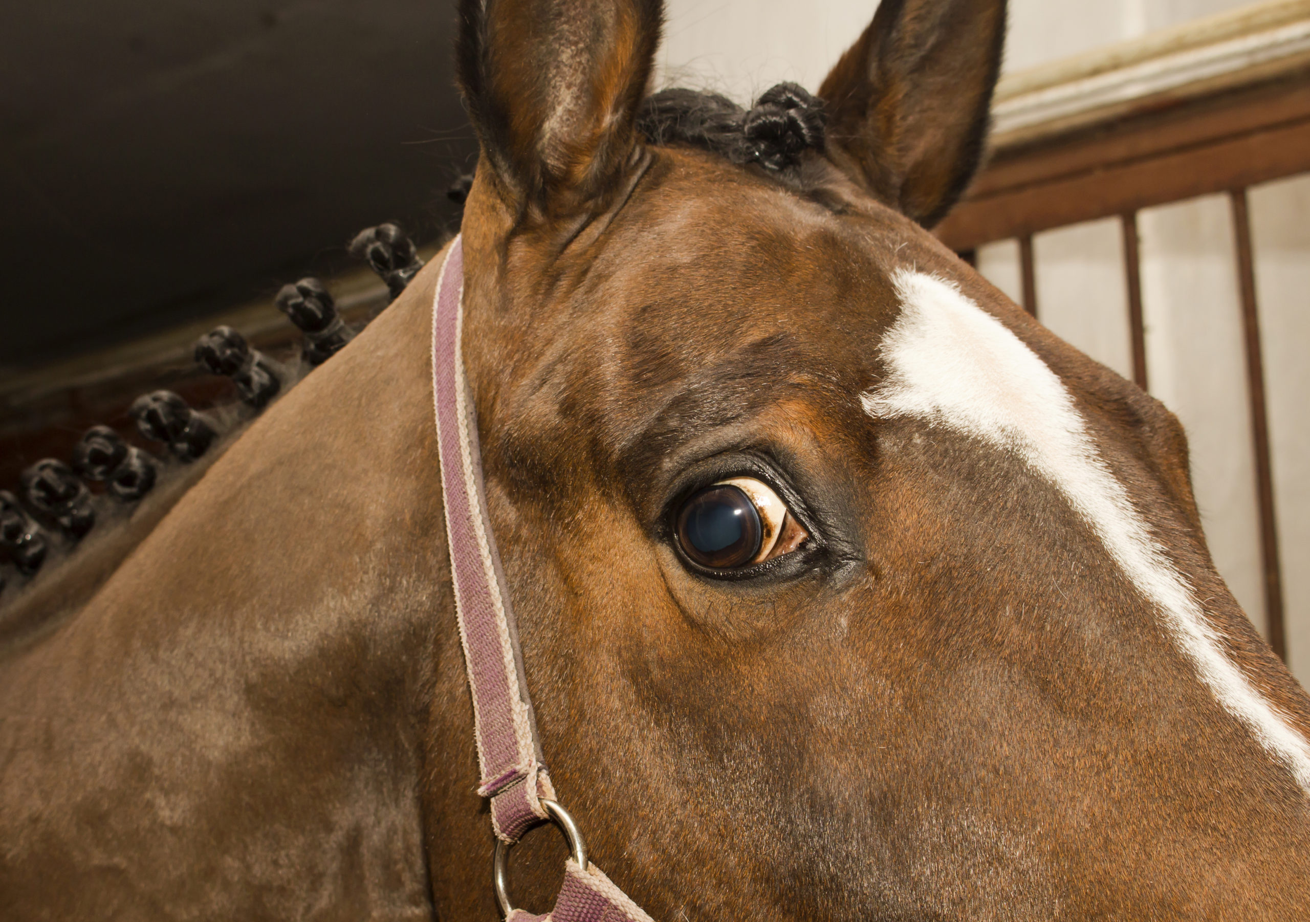 🐴 Neugier statt Flucht: Wie dein Pferd lernt, mit Angst sicher umzugehen