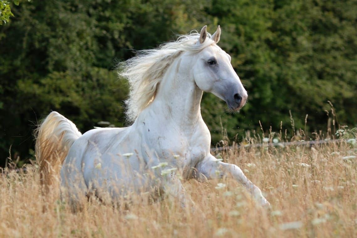 Gib deinem Pferd das Gefühl ein „Ich-kann-was-Pferd" zu sein