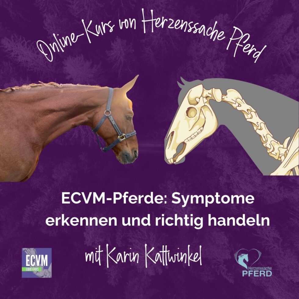 ECVM beim Pferd | Symptome erkennen & richtig handeln